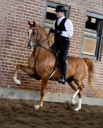 MAGICC FIRE :: Shea Stables