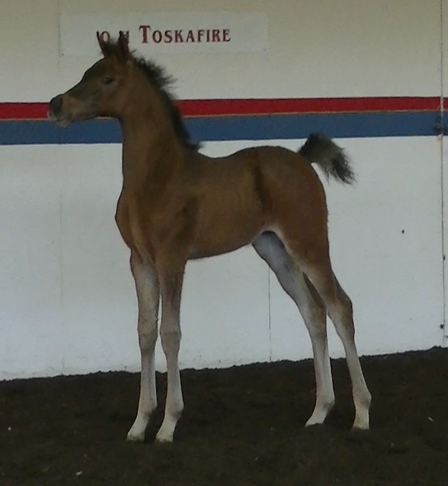 EDEN FIRE :: Shea Stables