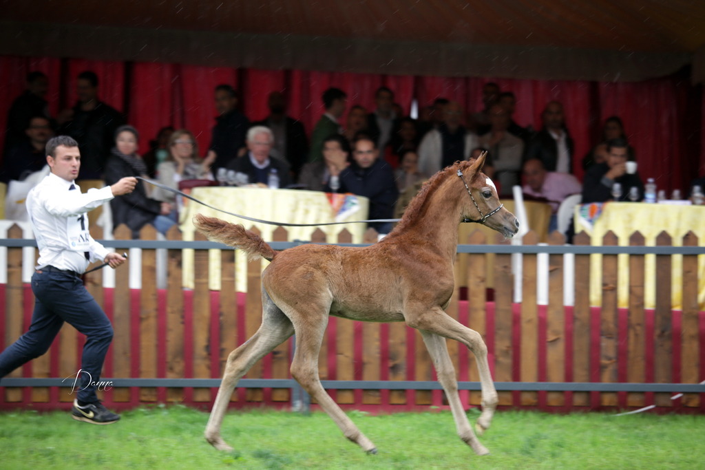 Straight Egyptian Arabian Horse World Championship 2013 :: Arabian ...