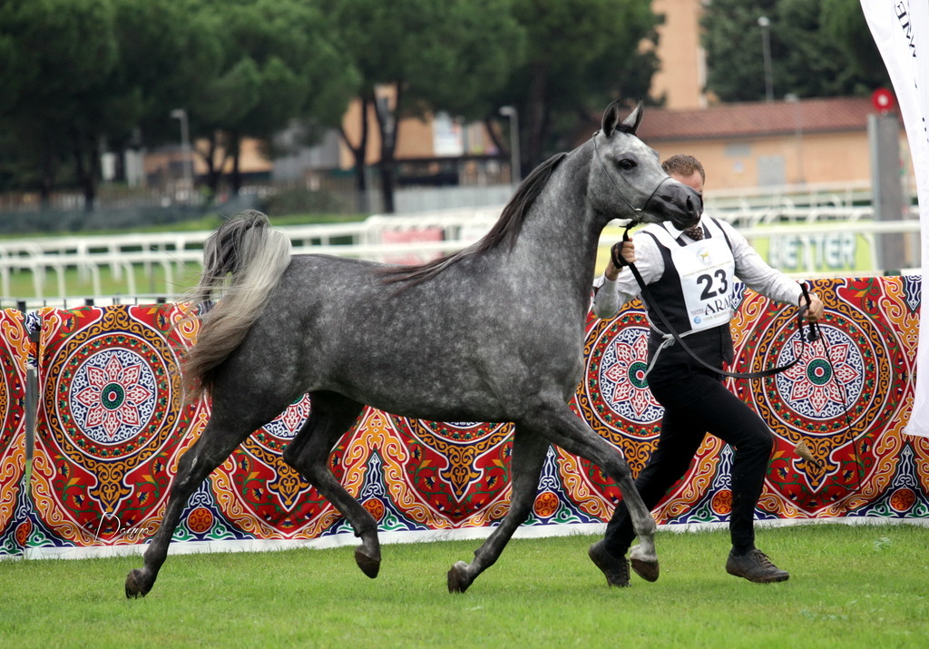 Straight Egyptian Arabian Horse World Championship 2013 :: Arabian ...