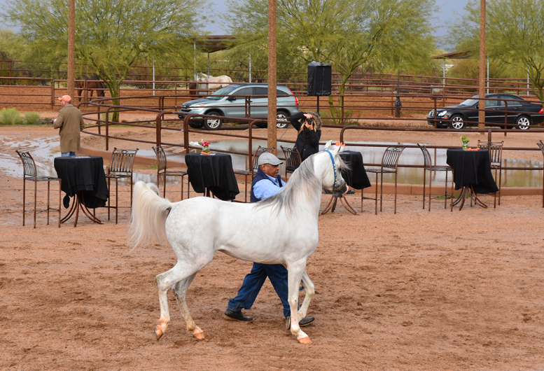 2017 Arabhorse Farm Tour Photos :: Arabian Horses, Stallions, Farms ...