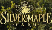 Silver Maple Farm :: Arabian Horses, Stallions, Farms, Arabians, Horses ...