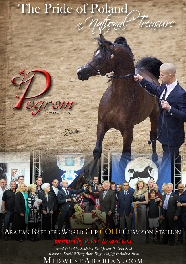 *POGROM ~ ABWC GOLD CHAMPION STALLION! :: Arabian Horses, Stallions ...
