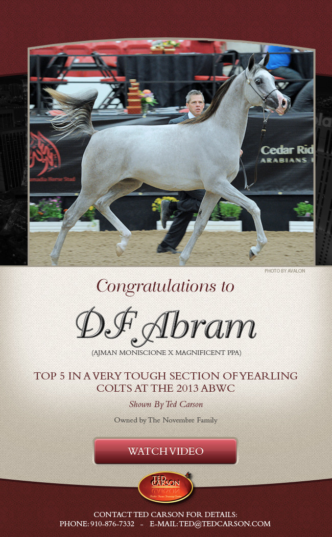 Congratulations to DR Abram :: Arabian Horses, Stallions, Farms, Arabians, Horses For Sale ...