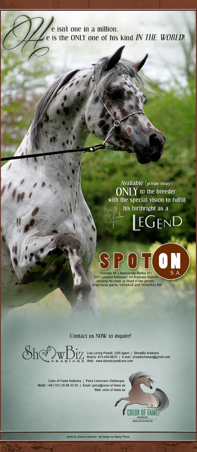 THE RAREST OPPORTUNITY EVER! :: Arabian Horses, Stallions, Farms ...