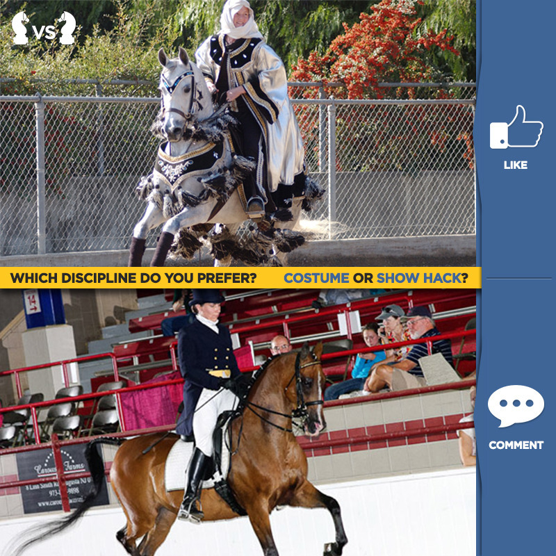 The Results are in ... Costume VS Show Hack :: Arabian Horses ...