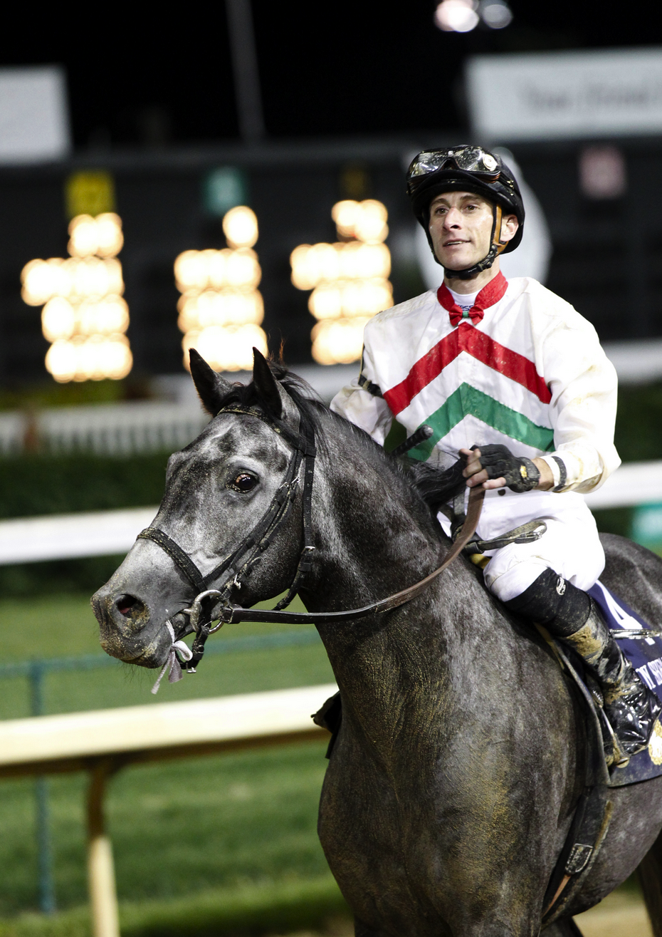 Arabian Race Horse Represents USA in 1 Million Dollar Race :: Arabian ...