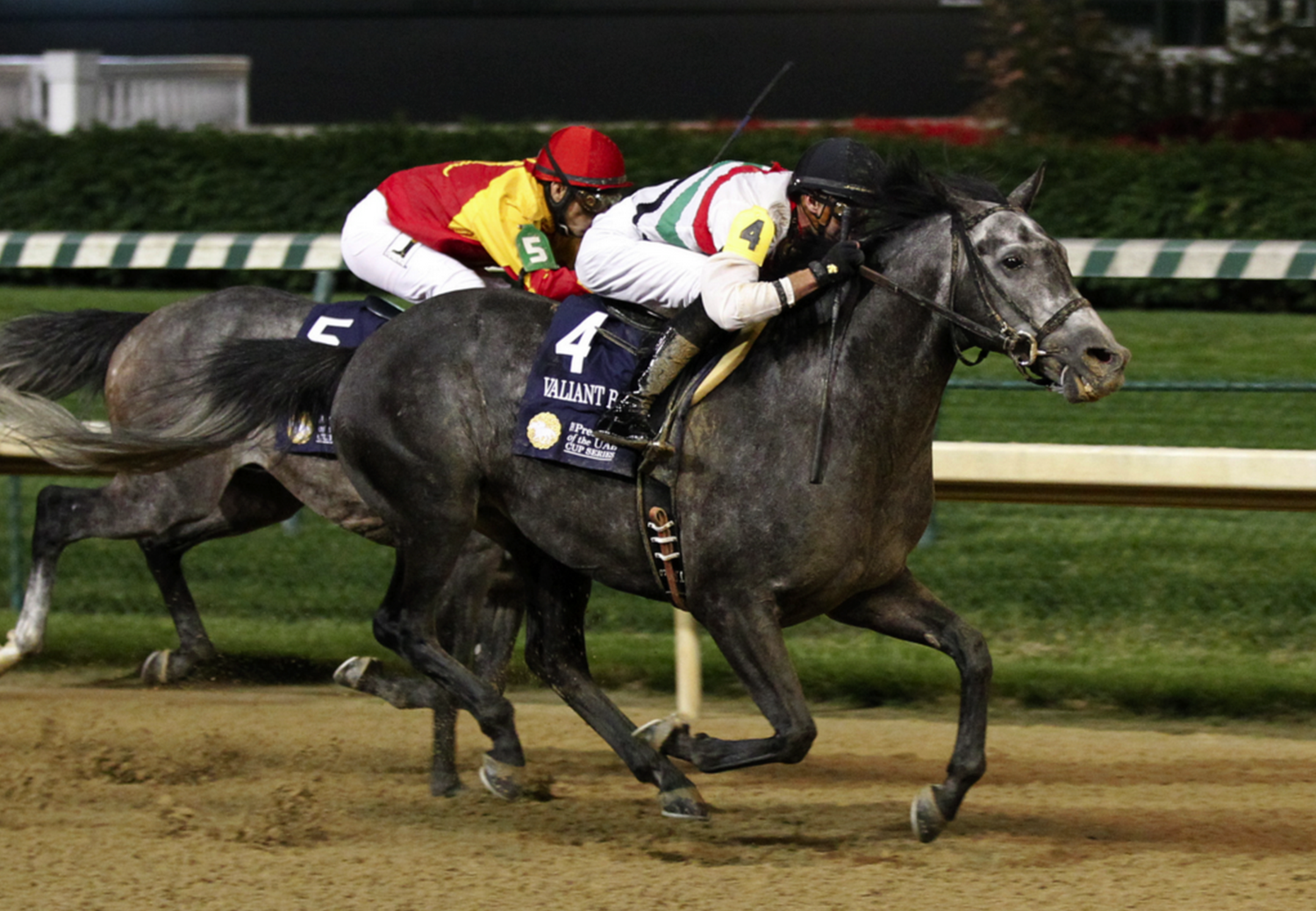 Valiant Boy - 2014 Darley Horse of the Year :: Arabian Horses ...