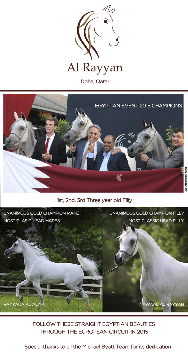 Al Rayyan at the 2015 US Event :: Arabian Horses, Stallions, Farms ...