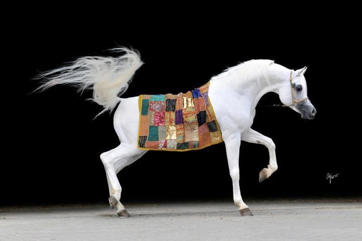 An Extraordinary Era with a Lasting Legacy :: Arabian Horses, Stallions ...