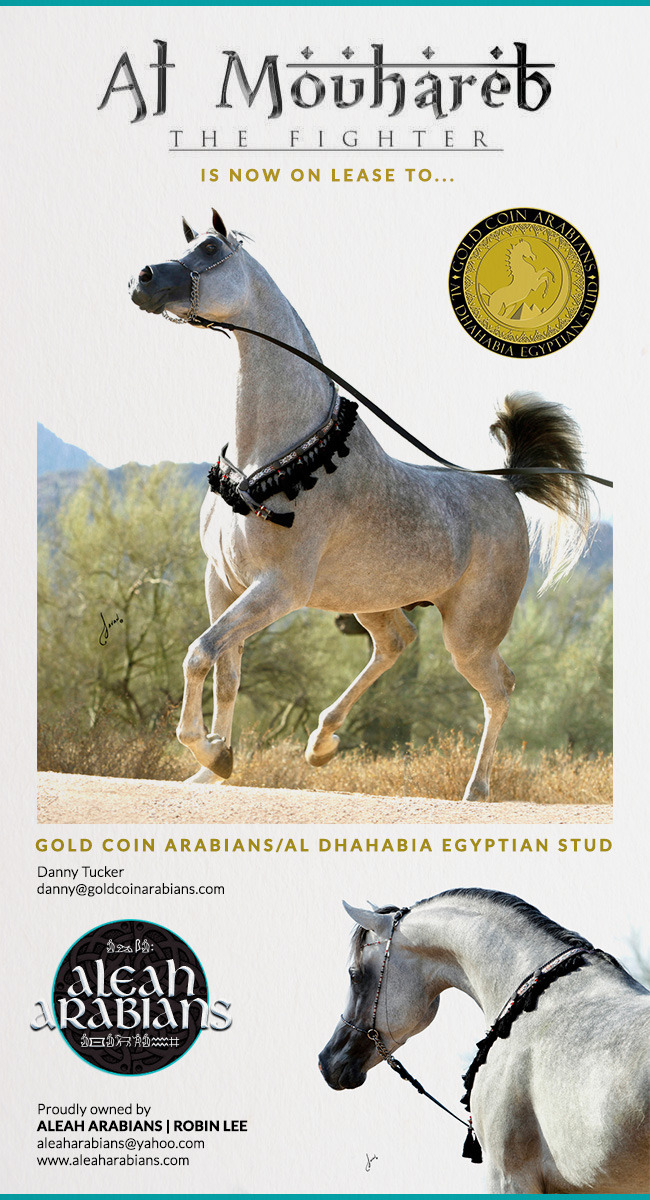 Aleah Arabians Wishes Congratulations to Gold Coin Arabians/Al Dhahabia ...