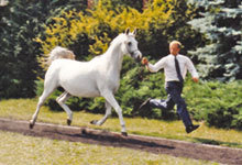 Beloved One - The Story and Legacy of :: Arabian Horses, Stallions ...