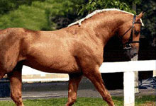 The Purebred Morab Horse Association :: Arabian Horses, Stallions ...