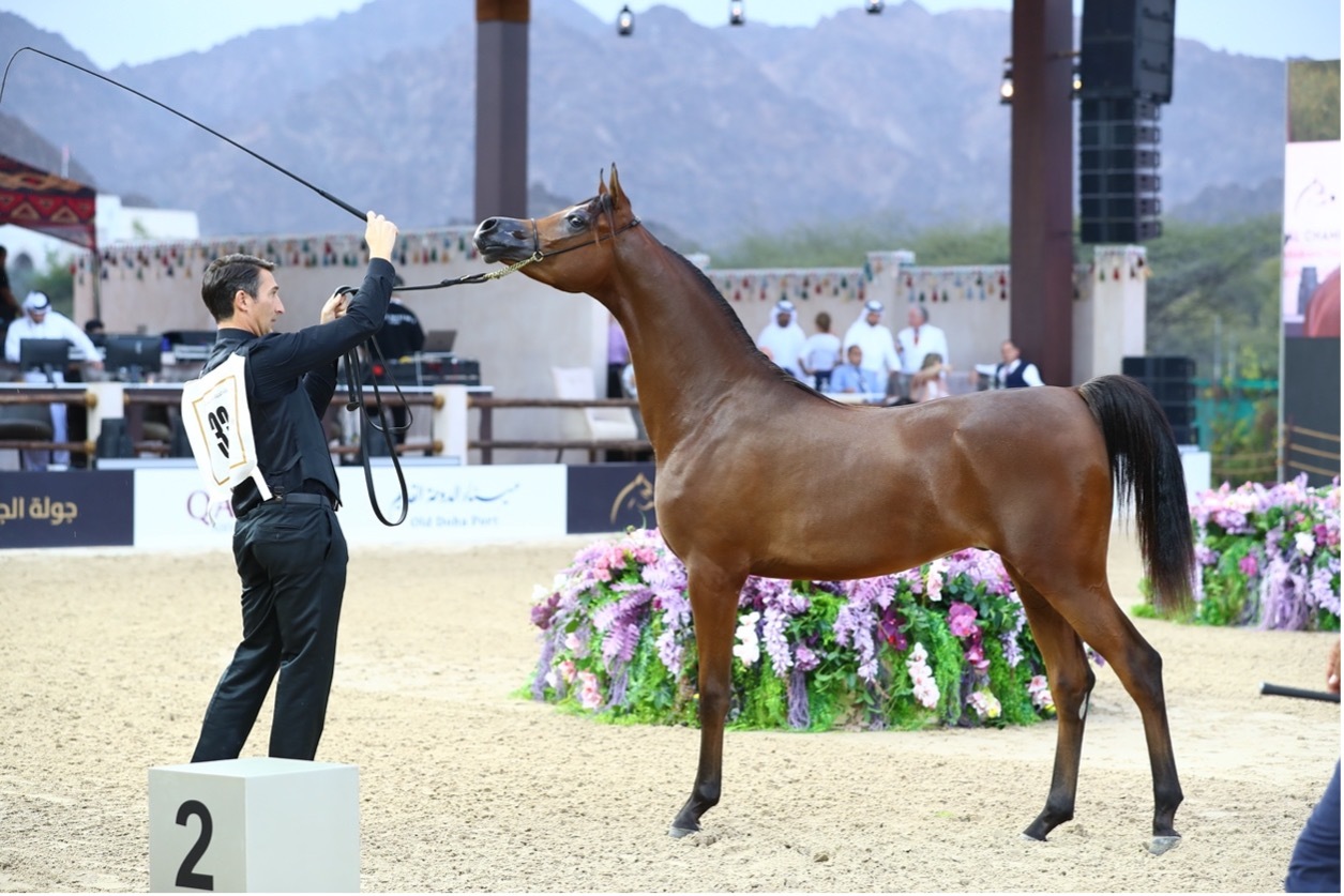 Global Champions Arabians Tour Makes a Stop in the Chic City of Cannes ...