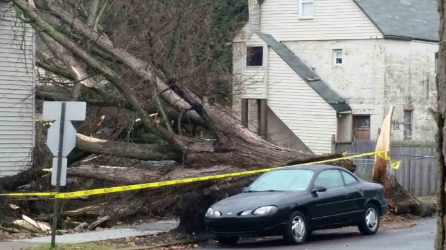 Giant Tree falls on home in Beaver Falls - Beaver County Radio
