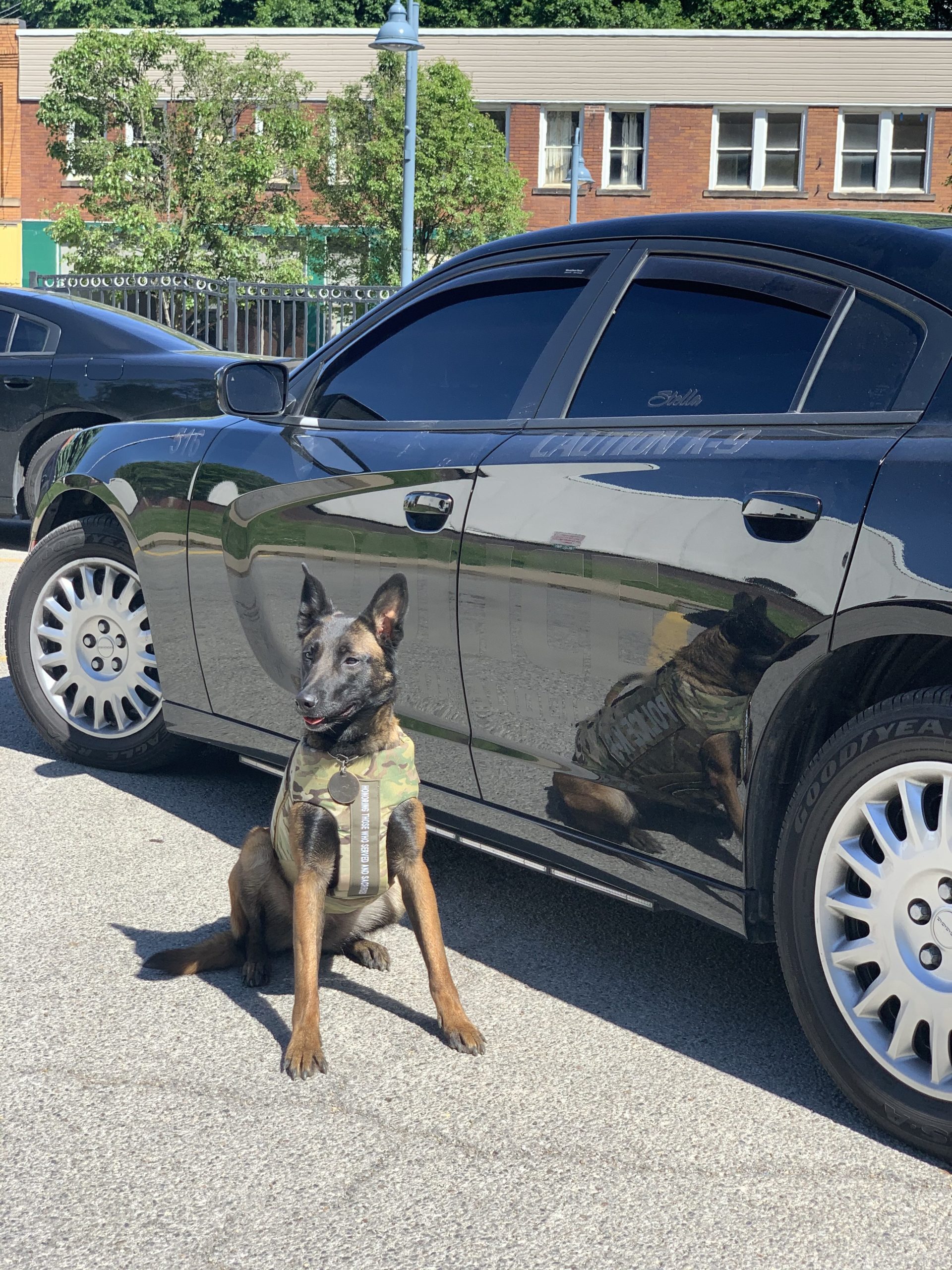 Aliquippa Police Department's K-9 Stella received a bulletproof and ...