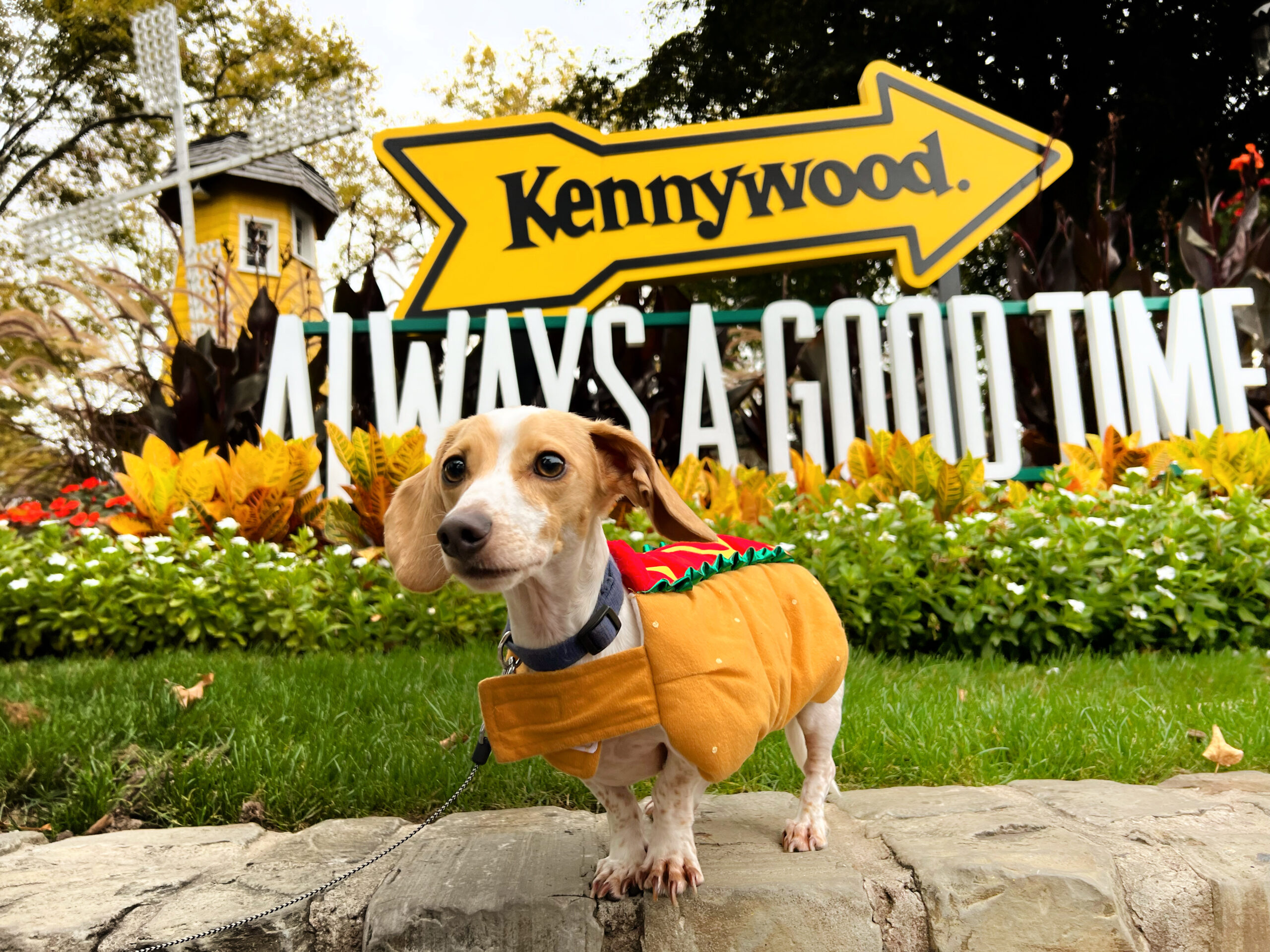 Kennywood to Host "Is it a Cake?" winner and Dogtober Halloween Parade ...