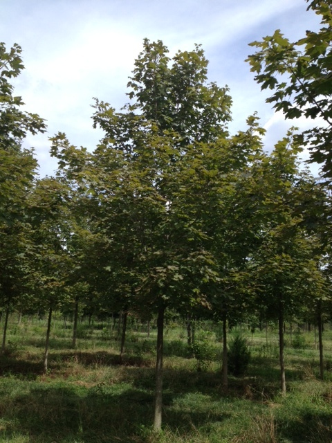 County Line Nurseries: Acer Saccharum - Sugar Maple