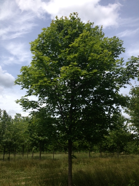 County Line Nurseries: Acer Saccharum - Sugar Maple
