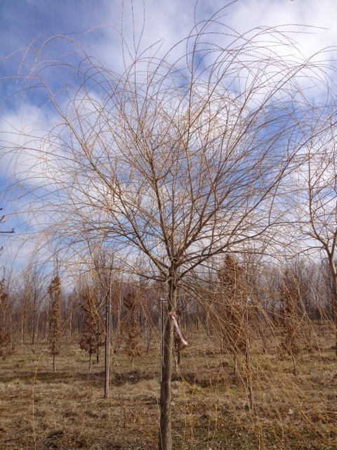 County Line Nurseries: Salix Babylonica, niobe - Weeping Willow
