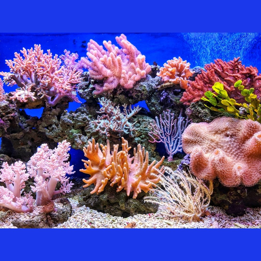 Starkey Ranch Theatre Library Cultural Center | Pasco County Libraries