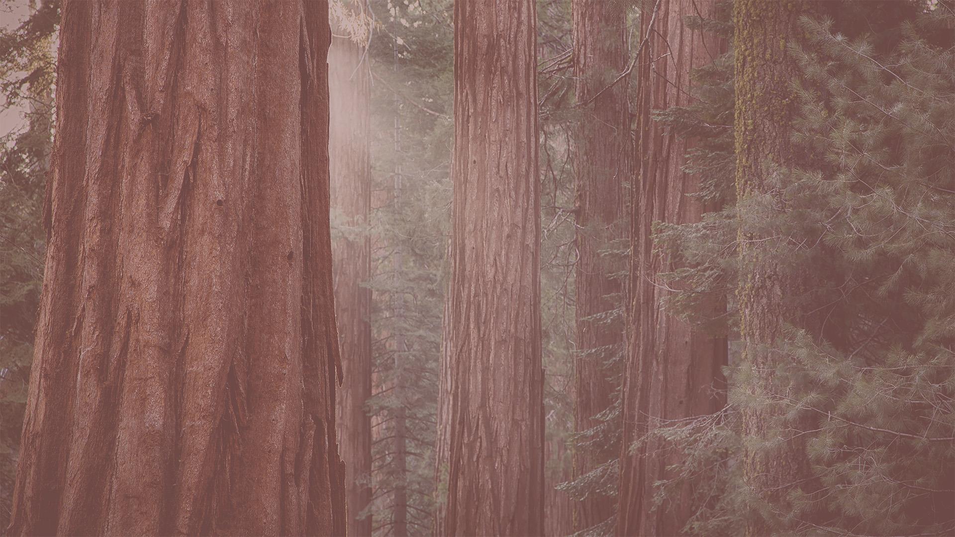 Steadfast Grace Community Church