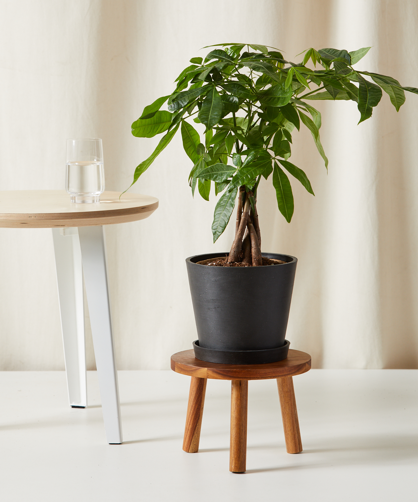 Money Tree Braid *Self Watering pot - Bloomscape | Havenly
