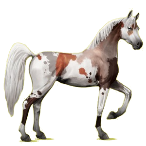 jinx's horse rider page - Howrse