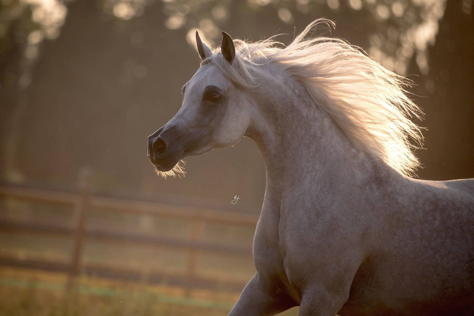 The Arabian Horse Kalliste Arabians The Arabian Horse Kalliste Arabians