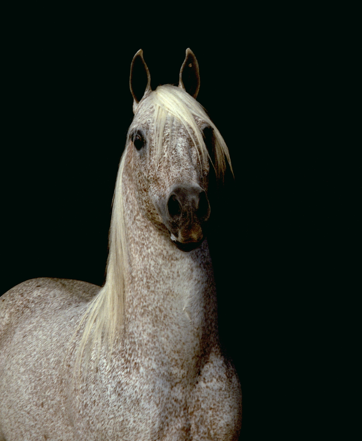 AMBITION | Mulawa's 'Reason for Being' :: Mulawa Arabian Stud | Sydney ...