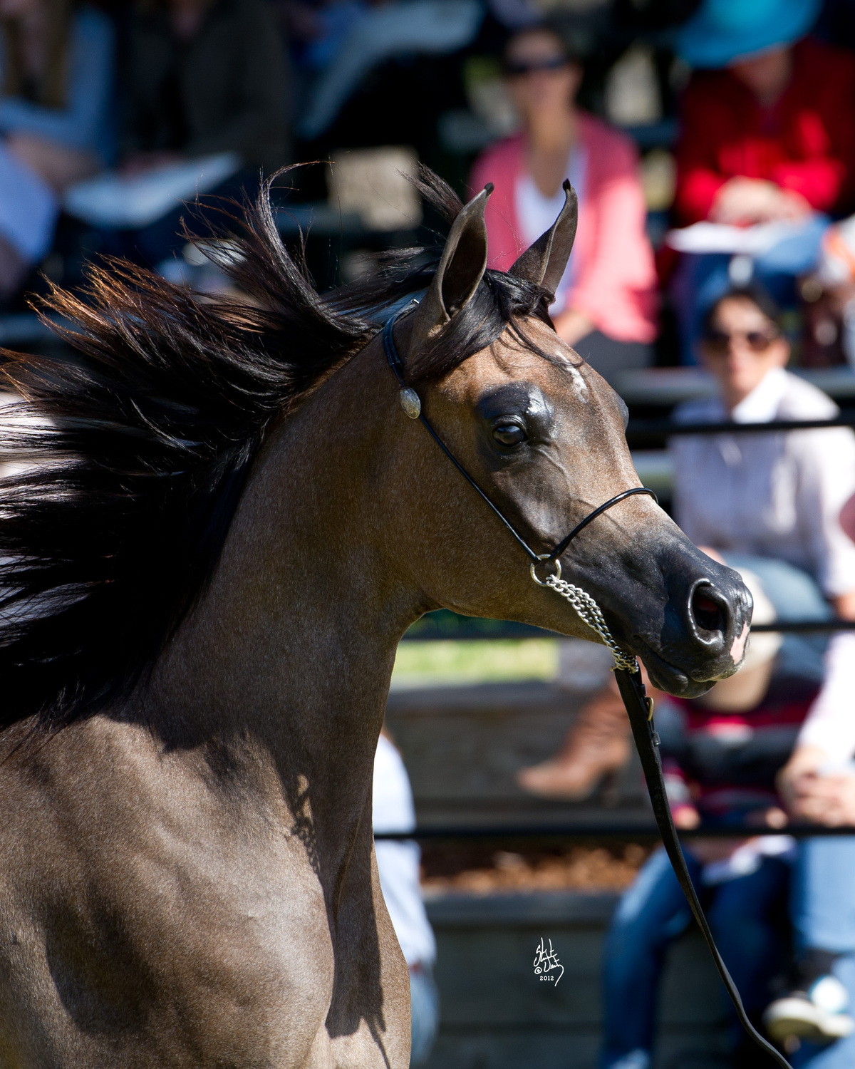 Mulawa Open Day - Celebrating the Arabian Horse :: Mulawa Arabian Stud ...
