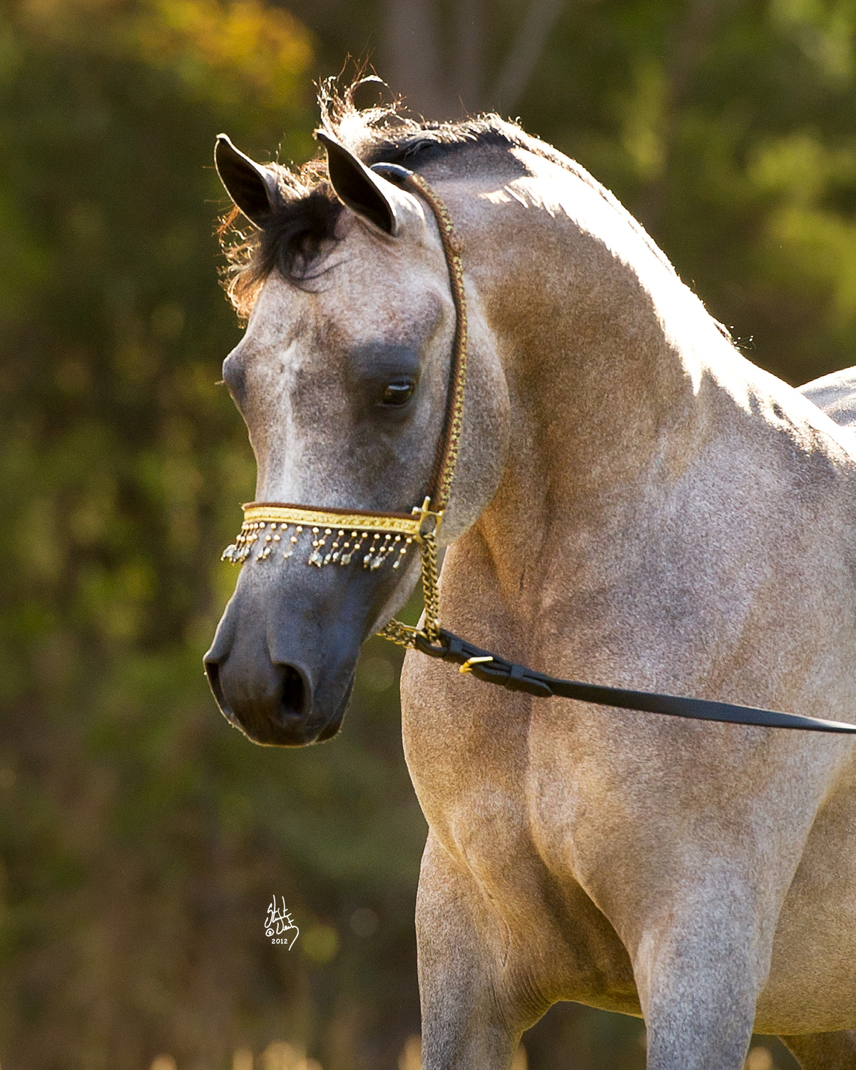 Mulawa Success at the Queensland Gala Event :: Mulawa Arabian Stud ...
