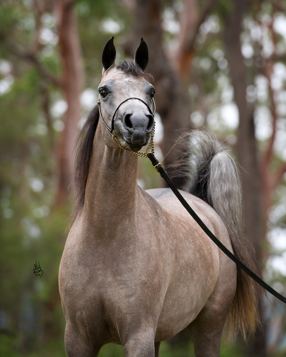 Mulawa Success at NSW State Titles :: Mulawa Arabian Stud | Sydney ...