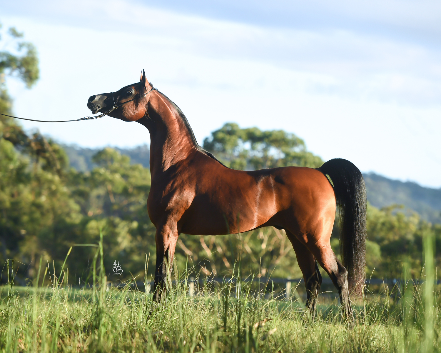 KAVALIER MI :: Mulawa Arabian Stud | Sydney Australia