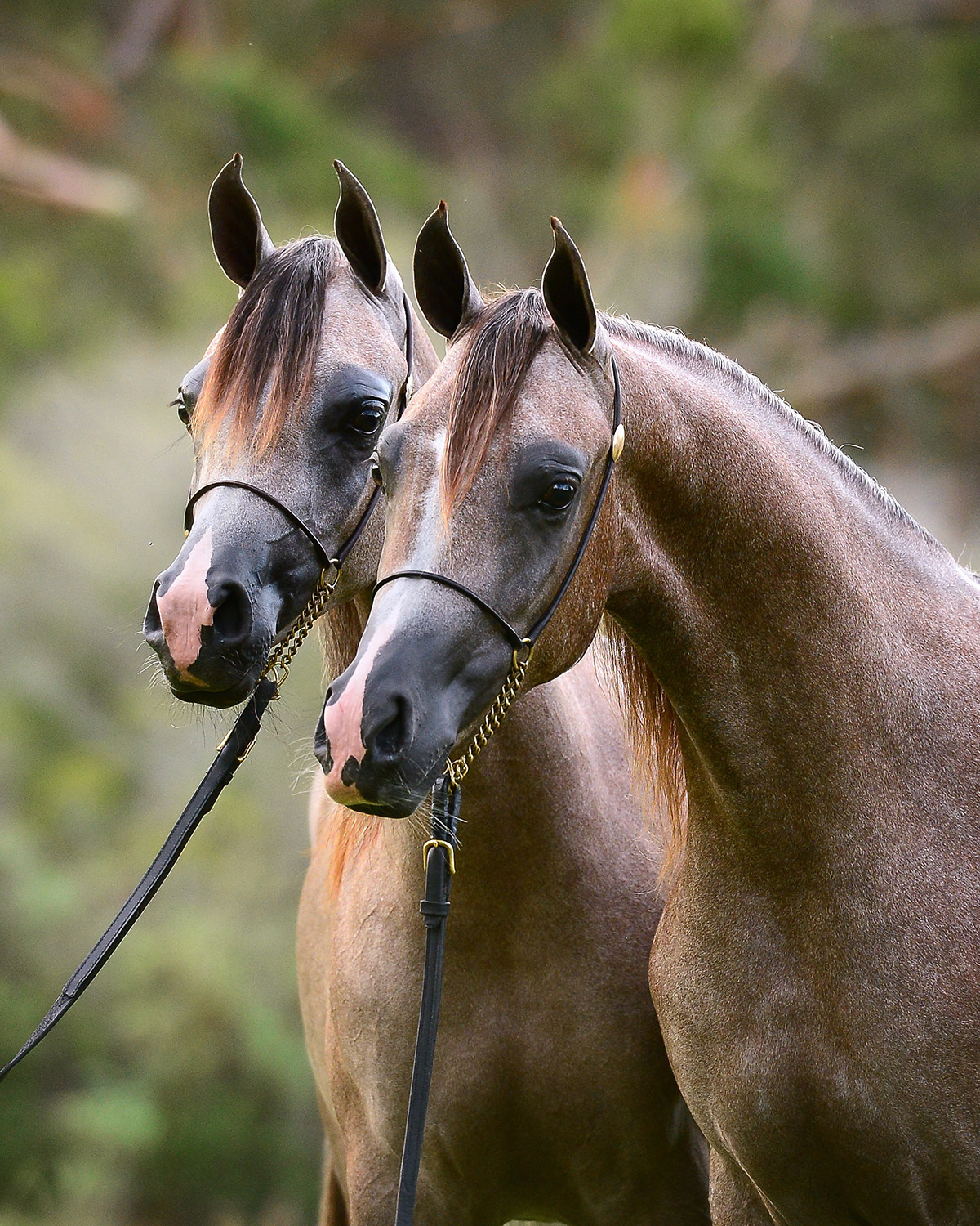 Mulawa Symposium | LET'S TALK HORSES :: Mulawa Arabian Stud | Sydney ...