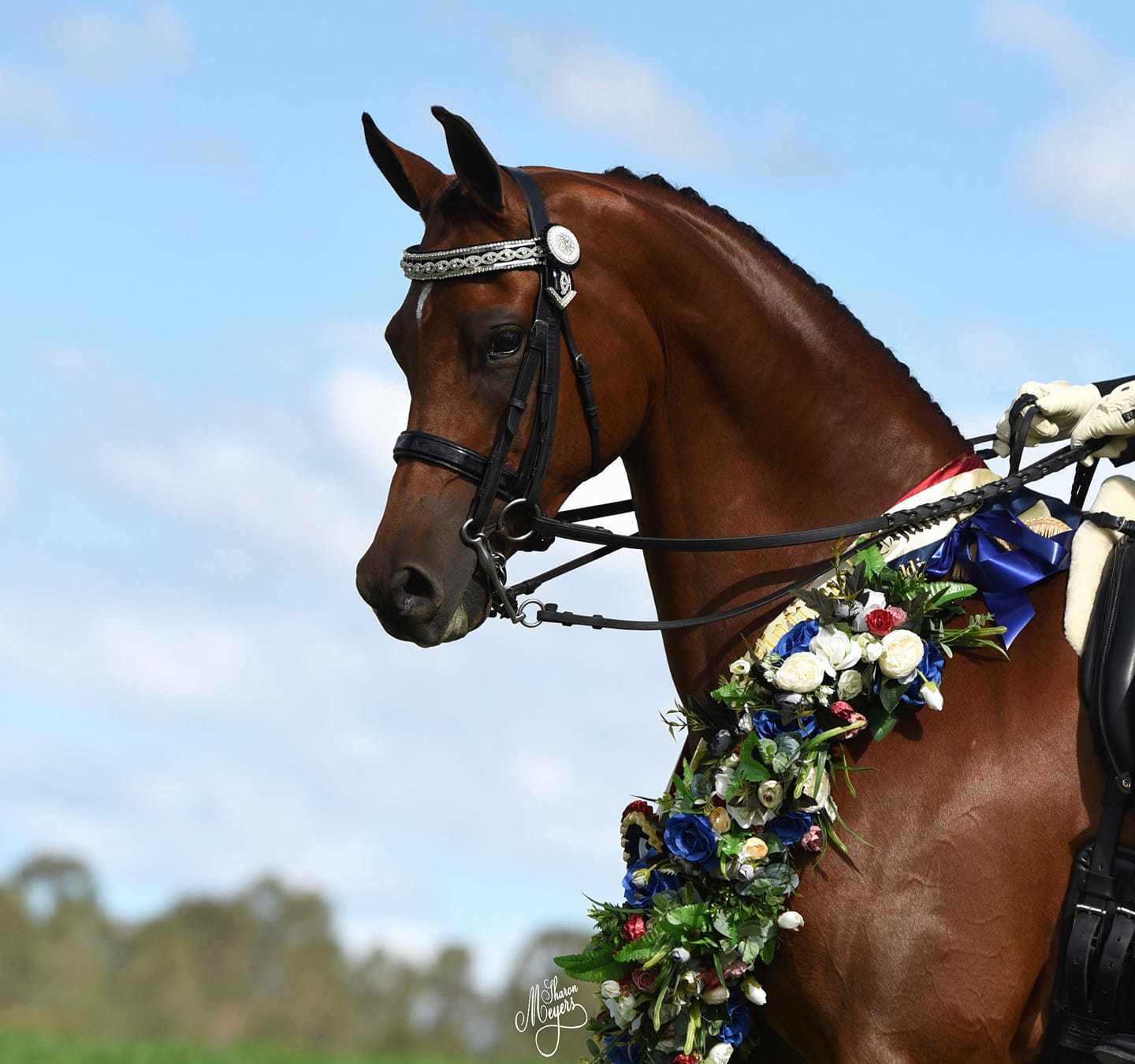 REGENT MI :: Mulawa Arabian Stud | Sydney Australia