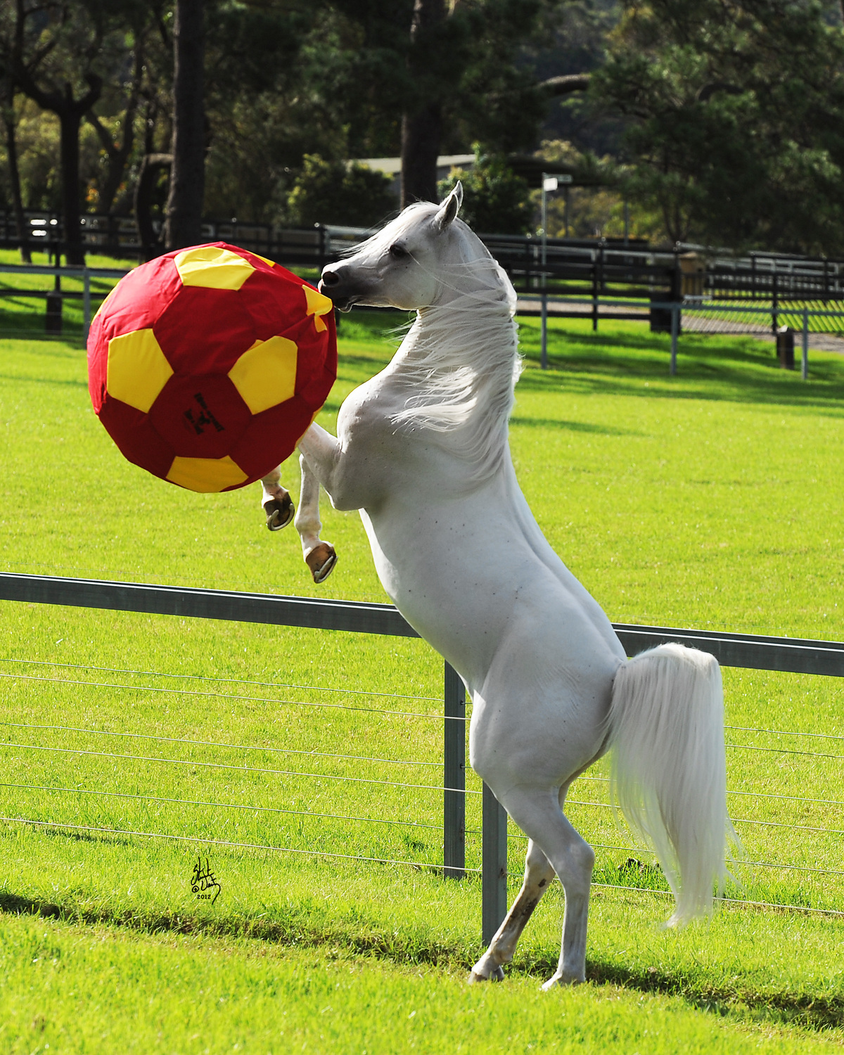 Horses Playing Soccer