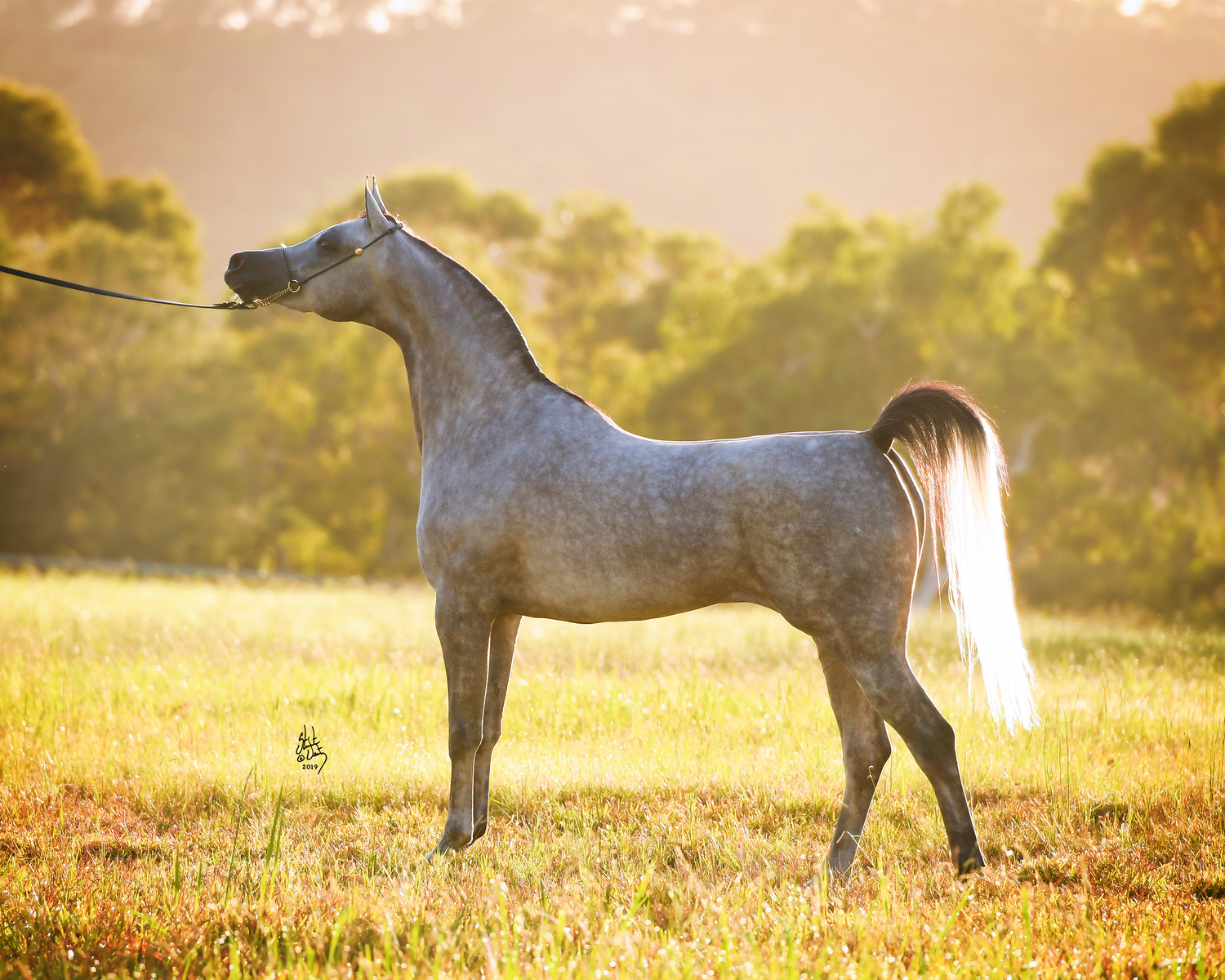 VENECIA MI :: Mulawa Arabian Stud | Sydney Australia