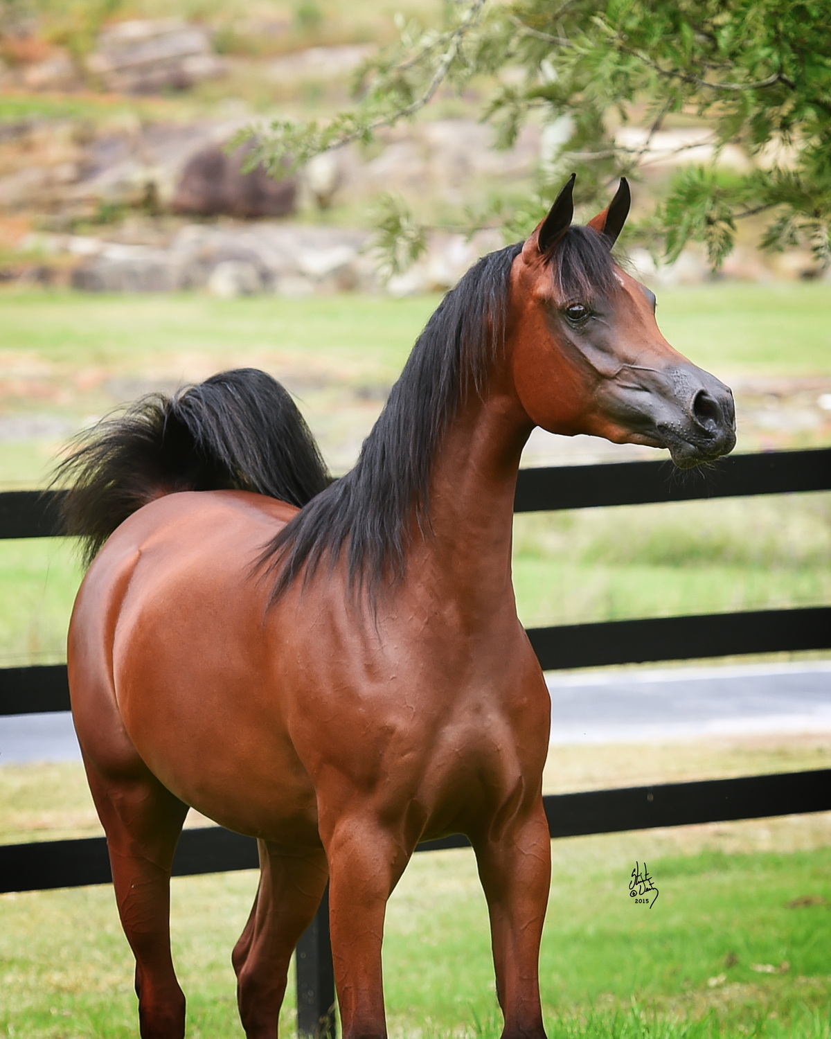 KAVALIA MI :: Mulawa Arabian Stud | Sydney Australia