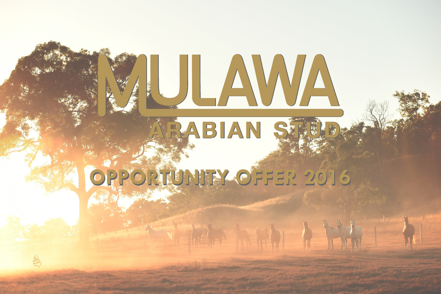 Opportunity Offer 2016 :: Mulawa Arabian Stud | Sydney Australia