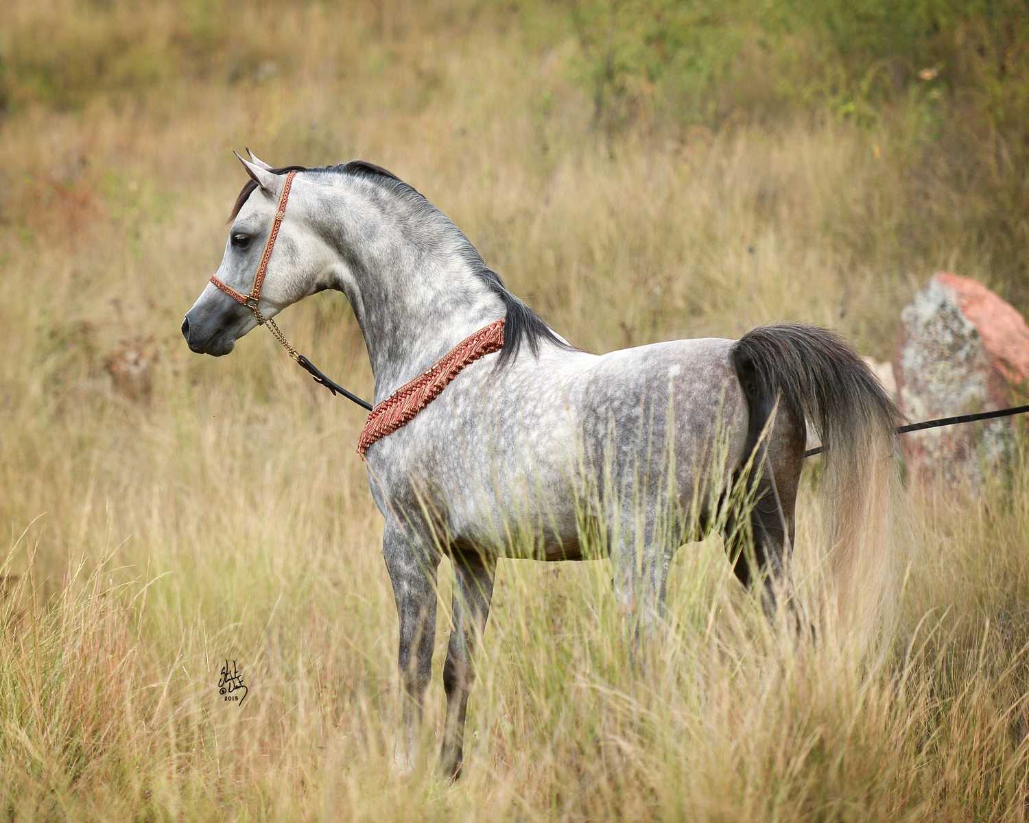 The Success of Mulawa-Bred Sires :: Mulawa Arabian Stud | Sydney Australia