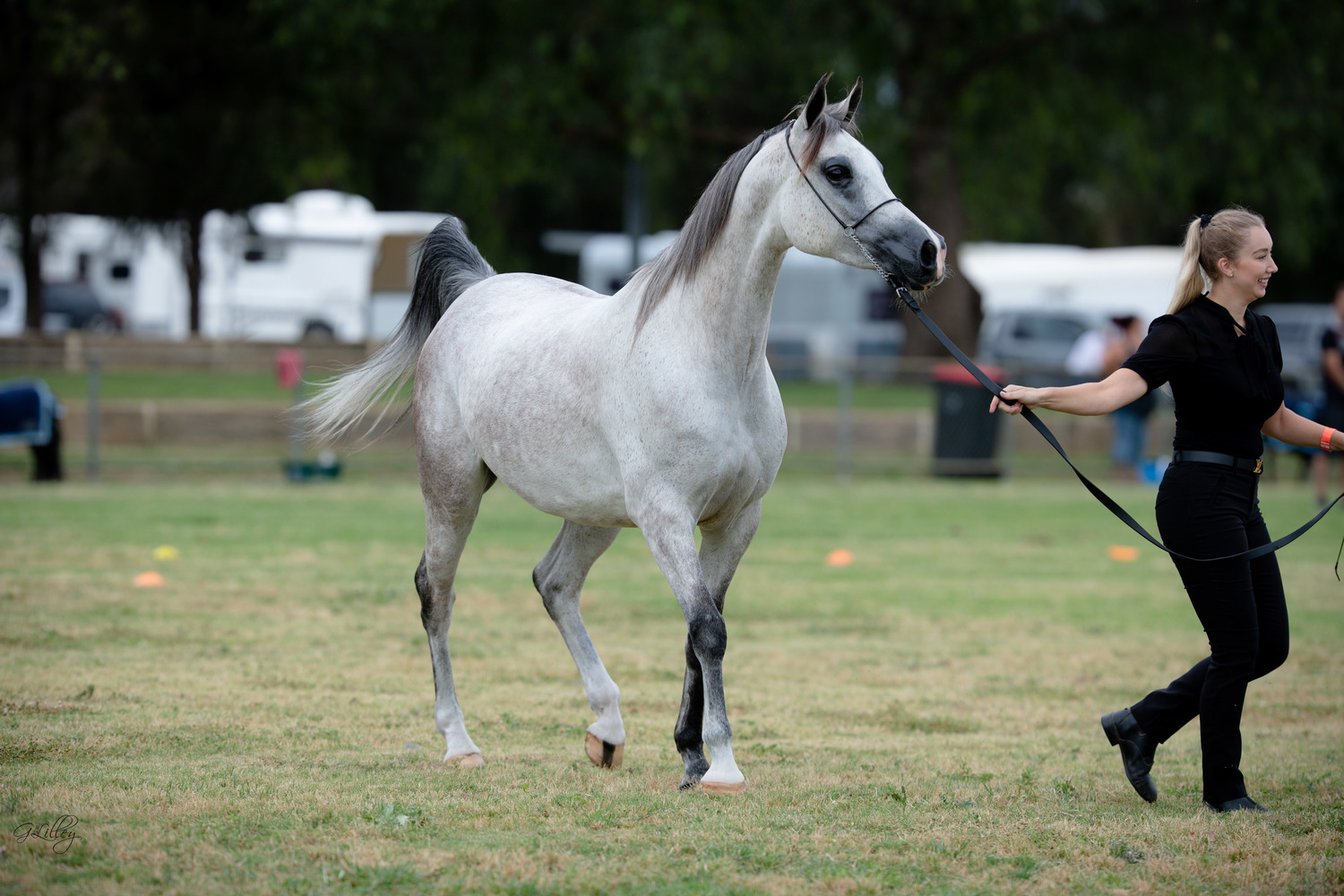 KROWN MI :: Mulawa Arabian Stud | Sydney Australia