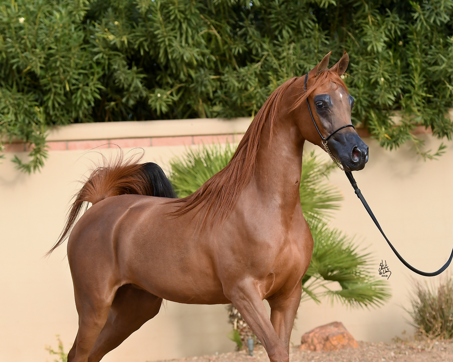 MADORA MI | The Allure of the Original :: Mulawa Arabian Stud | Sydney ...