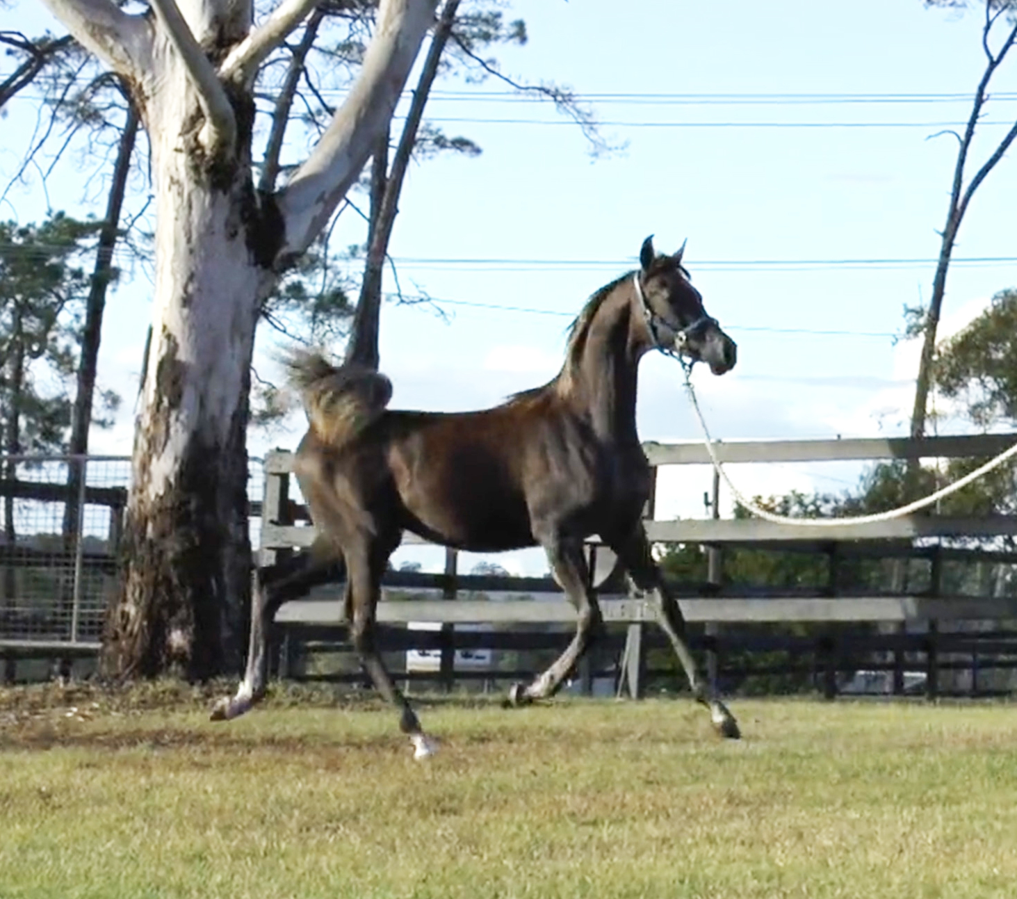 ADONIS MI :: Mulawa Arabian Stud | Sydney Australia