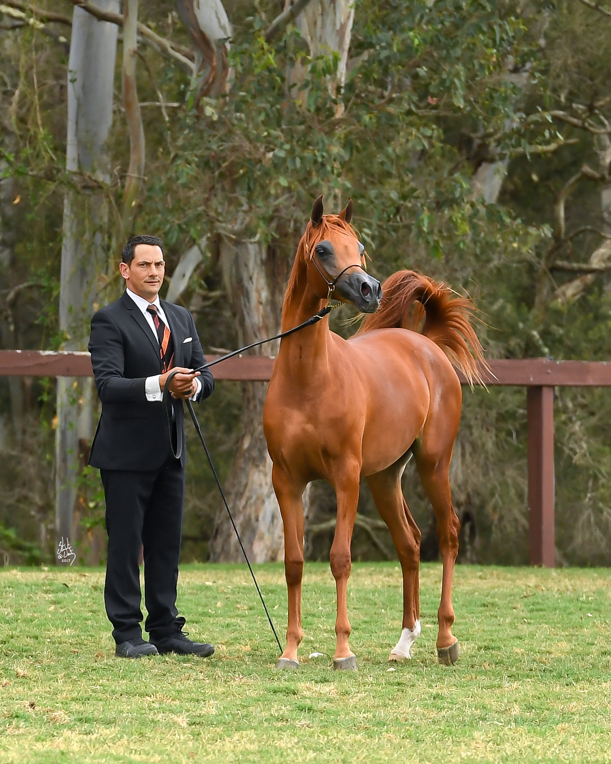 Excellence Begins with A VISION | Paris 2018 :: Mulawa Arabian Stud ...