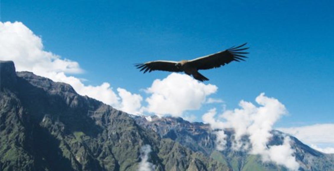 El retorno del Dios Cóndor - Selecciones