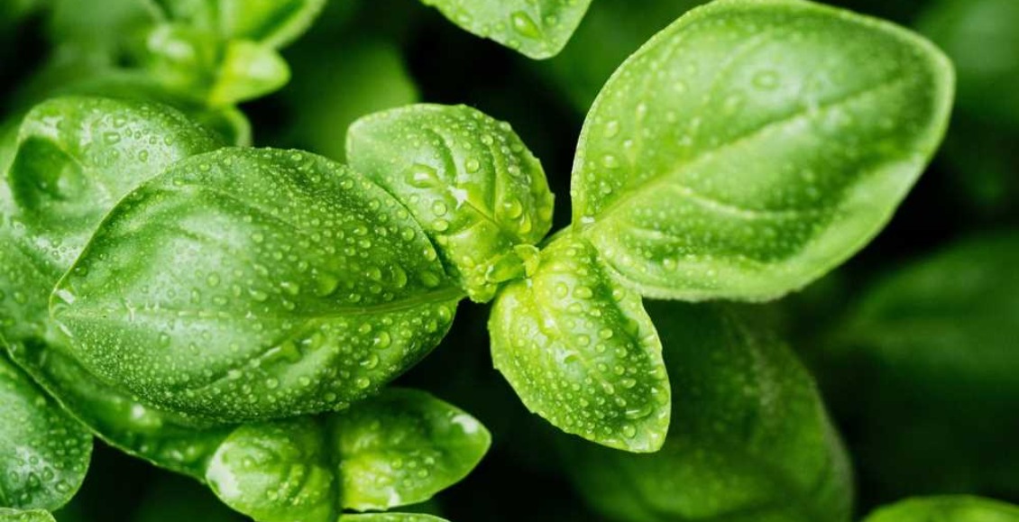 Los secretos de la albahaca, hierba infaltable en la cocina