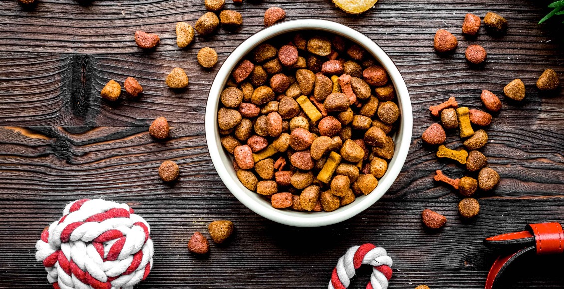 Menú canino: aprenda a alimentar saludablemente a su perro