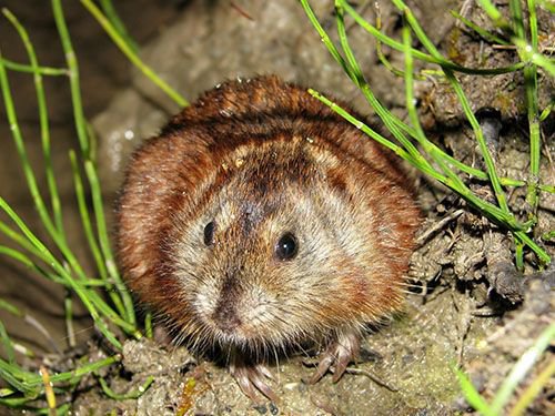 Lemmings