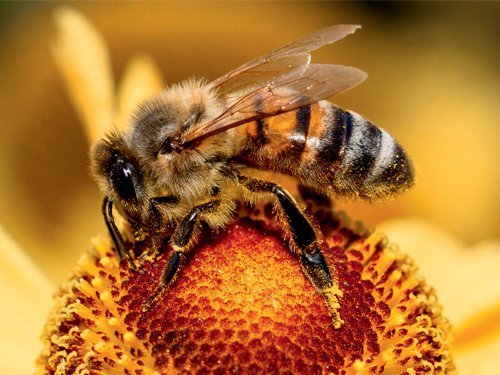 ¡Auxilio, me picó una abeja!